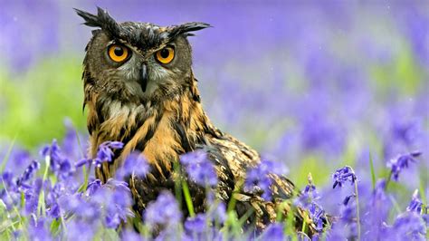 Great Horned Owl Wallpapers Wallpaper Cave