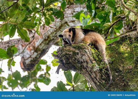 Vida Selvagem Do Norte De Tamandua Tortuguero Cero Costa Rica Imagem De Stock Imagem De Nave