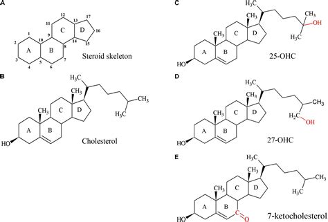 Frontiers Physiology And Pathophysiology Of Steroid Biosynthesis