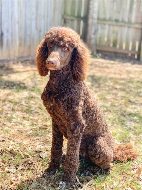 Chocolate Standard Poodle Puppies