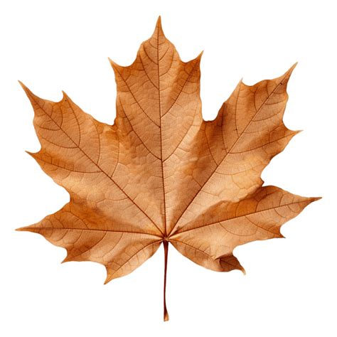 Maple Leafs Pngs For Free Download