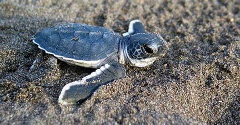 How Temperature Dictates Whether Sea Turtles Become Male Or Female