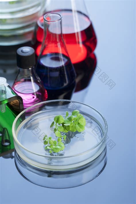 试管和在实验室里的绿苗图片 包图网企业站