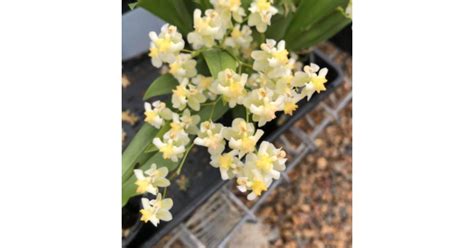 Орхидея Onc Twinkle White Strong купить доставка Украина