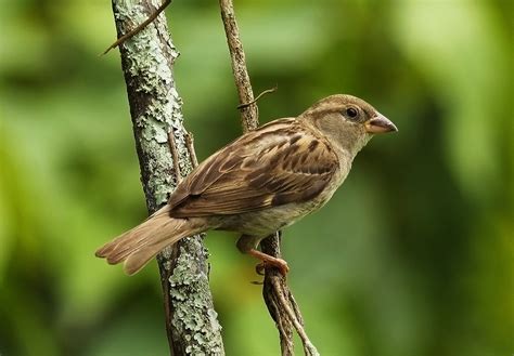 Foto Pardal Passer Domesticus Por Diogo S Goncalves Wiki Aves A