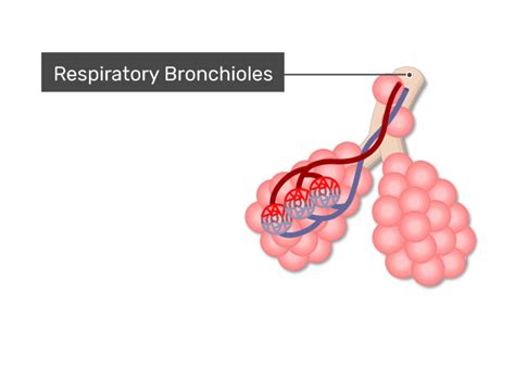 Lung Alveoli Anatomy And Labeled Diagram Getbodysmart