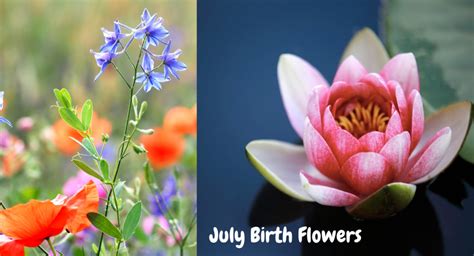 July Birth Flowers Wishing Ur Birthday Now