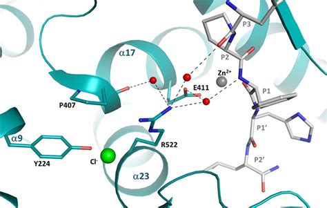 Model Of Angiotensin I Binding To C Domain Ace The Structure Of The
