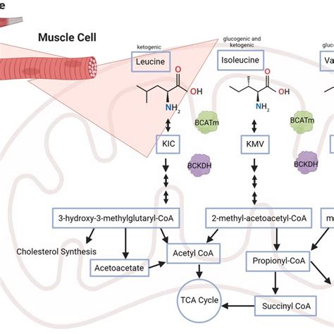 Bcaa Catabolism Simplified Outline Of The Process Of Bcaa Catabolism Download Scientific