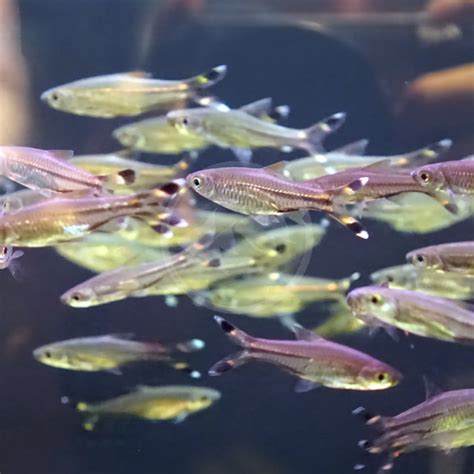 Rasbora Scissortail Rasbora Trilineata Aquatics Unlimited