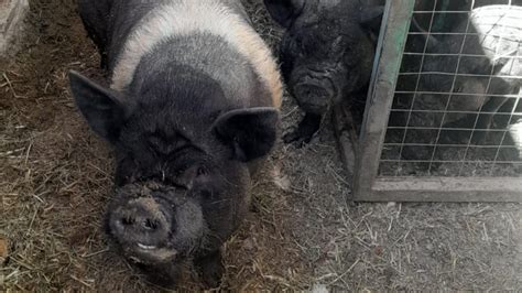 La Policía Rural Secuestró 160 Especies Exóticas Desde Gansos Chinos