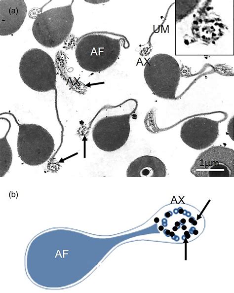 Calcium Ca2 Atpase Calmodulin And Calbindin D 28kd Localization In