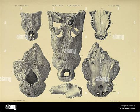 Indian Tertiary And Post Tertiary Vertebrata Calcutta Geological
