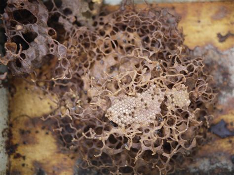 Starting A Native Bee Hive Australian Native Bee