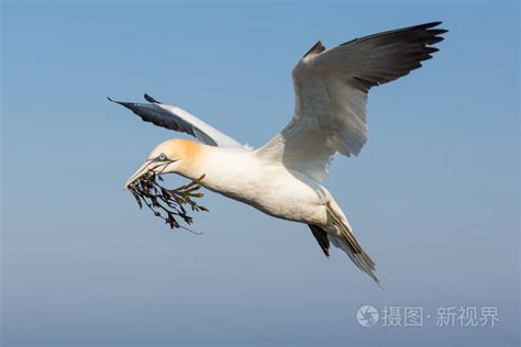 北方塘鹅，收集海带，筑巢在赫尔戈兰照片 正版商用图片0o6q9m 摄图新视界