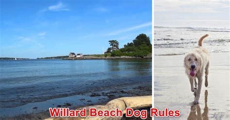 Folly Beach Dog Rules Hours Leash Laws And Bans 2025