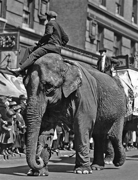 An Elephant Wearing Overalls With A Rider During A New York The