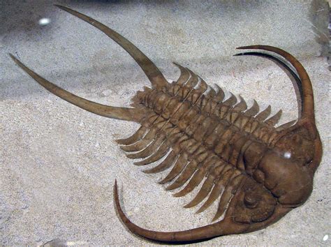 Arthropod Fossil