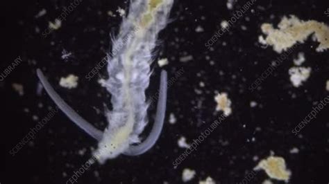 Pygospio Elegans Polychaete Worm Stock Video Clip K0069877