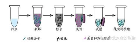 小知识 基因组dna提取那些事（二） 知乎