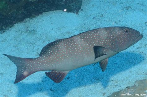 Plectropomus Laevis Bluespotted Coral Trout Reef Life Survey