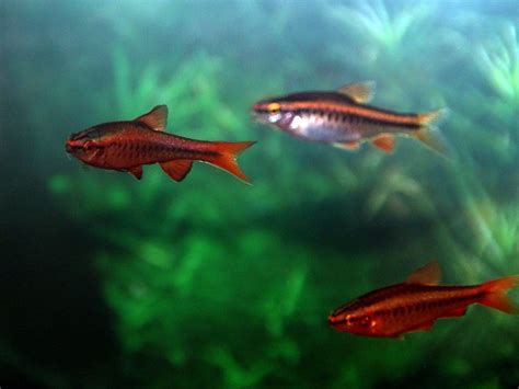 Cherry Barb Freshwateraquatica