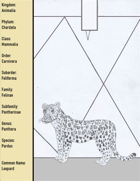 Species Pardus Leopard By Goodtimesroll44 On Deviantart