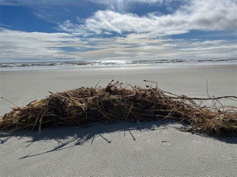 Scott Rempe On Linkedin Journaling Beach Thebiglebowski Happynewyear