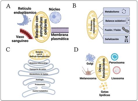Funciones Del Tallo Estructura Y ClasificaciÓn Esencial