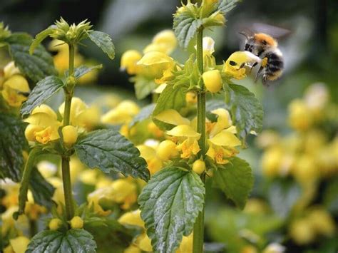 9 Beste Inheemse Schaduwplanten Fotos — Wildi