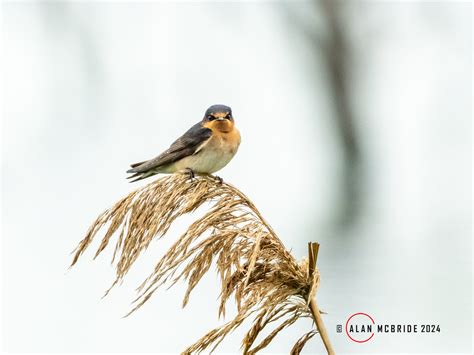 Pb275191  Alan Mcbride Flickr