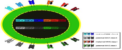 76 Major Histocompatibility Complex Mhc Proteins The Evolution And
