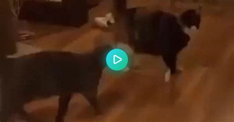 Matrix Cat  On Imgur