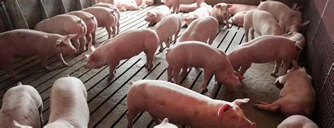 Ai Optimizes Hog Farming Profitability School Of Business