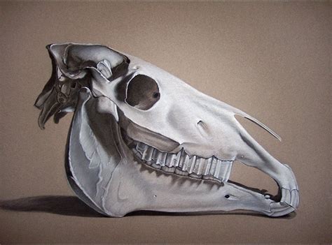 6 Artist Resources For Animal Skulls And Bones — Christine Mercer