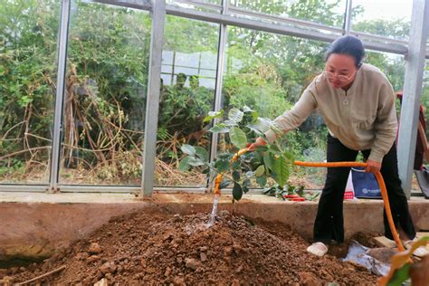 贵阳种下2025年贵州省第一棵咖啡树 弥补咖啡产业种植端空白 国际在线移动版