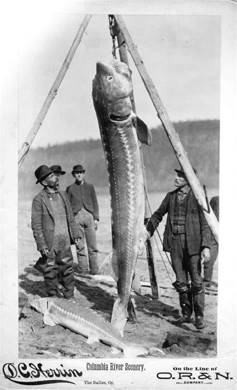 White Sturgeon National Maritime Historical Society