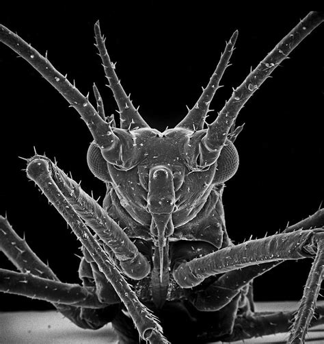 David M Phillips Photographs Insects With An Electron Microscope In His Book Art And