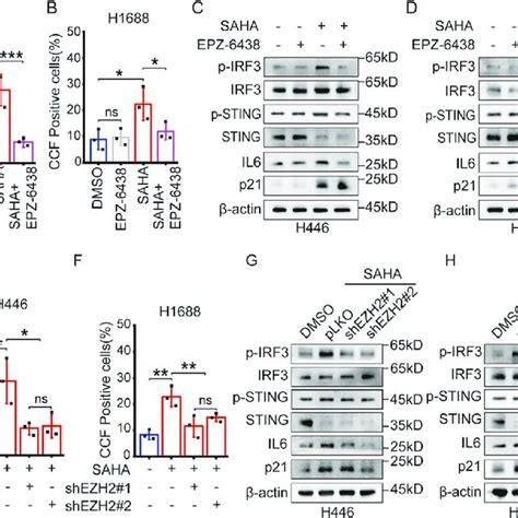 Saha Induces Senescence And Sasp In Sclc Cell Lines A Western Blotting