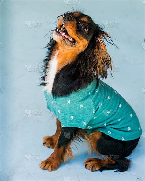 骑士国王查尔斯猎犬在蓝色背景