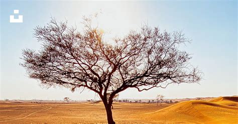 Leafless Tree On Desert During Daytime Photo Free Desert Image On