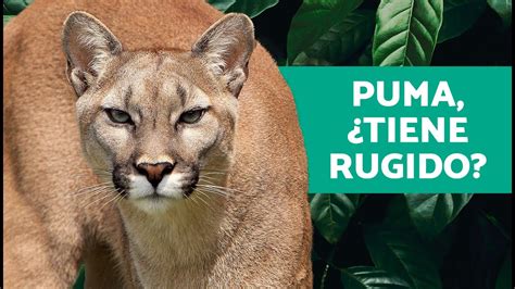 Habitat Du Puma Puma Sichtungstour Ab Puerto Natales Buchen Sie