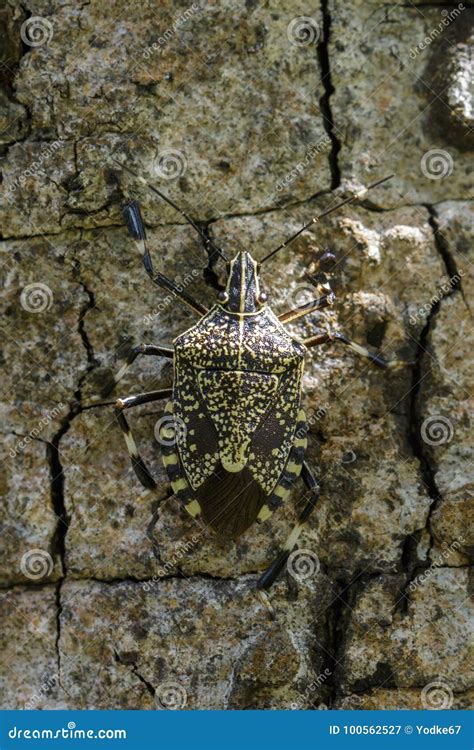 Image Of Stink Bug Erthesina Fullo On Tree Insect Stock Image Image