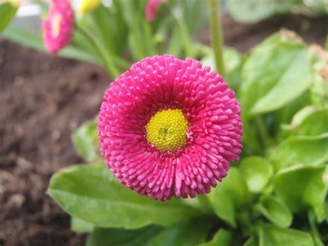 Asteraceae Sp Project Noah