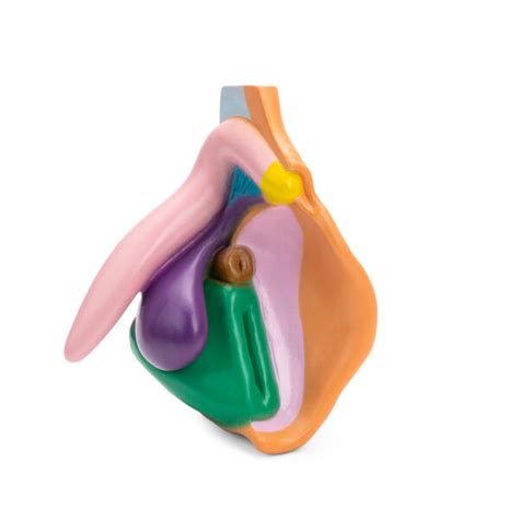 Vulva Model Cmt Medical