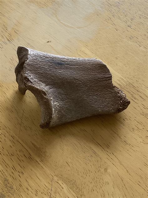 Suspected Fossil Bone Fragment Found On A Beach Coromandel Nz
