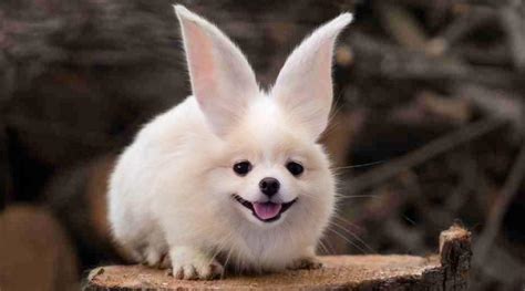 Dodit Rhybridanimals