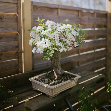 بهترین بونسای برای نگهداری در خانه انتخاب گیاه مناسب گلهای
