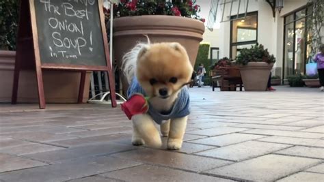 7 Dogs Who Became Internet Celebrities Where Are They Now Doggodigest