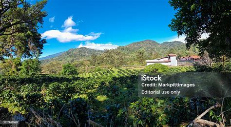 Panama Boquete Panoramic View Of A Coffee Plantation And Processing